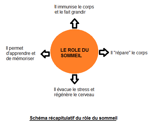 ROLE ET CYCLES DU SOMMEIL :: CAFÉ & SOMMEIL